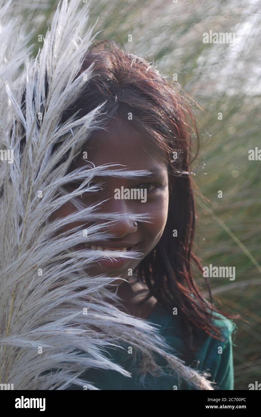 Kashphool (catkin) blooms with narrow leaves in autumn on the banks of ...