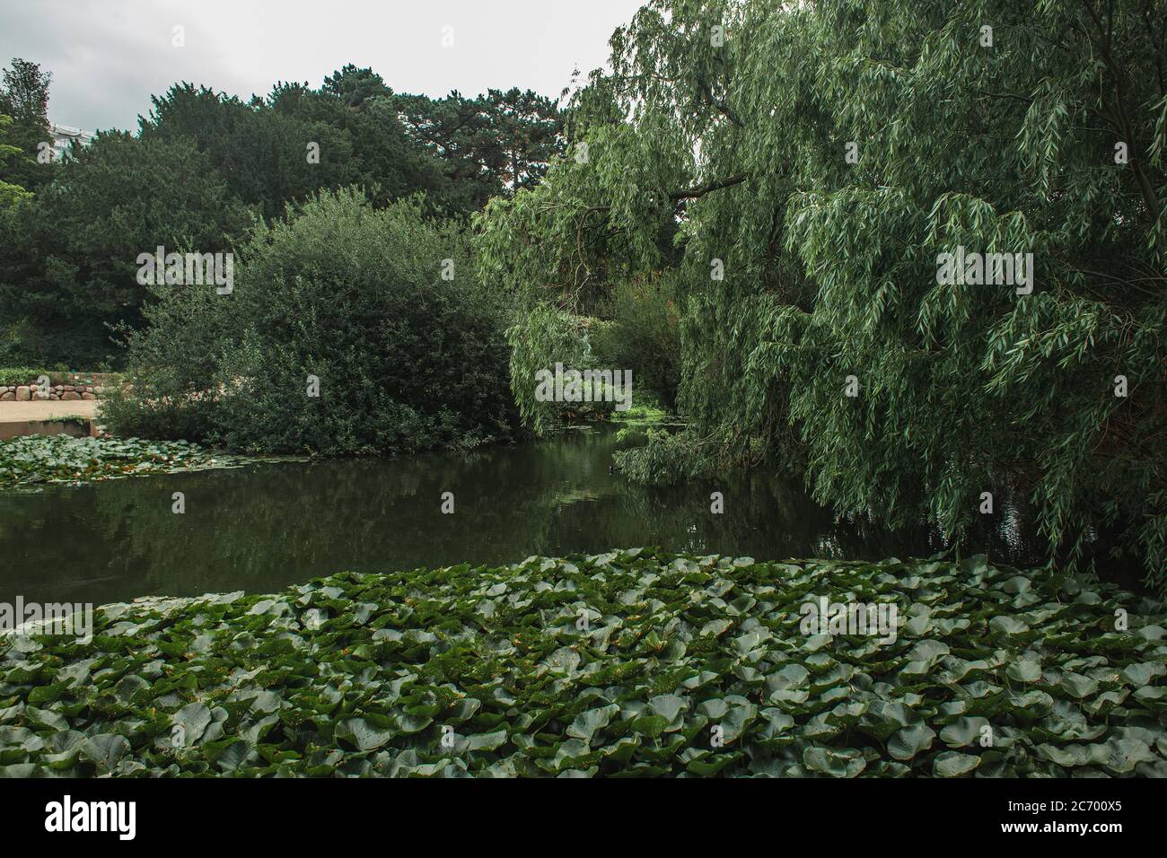 Green trees near pound with cloudy sky at background in botanical ...