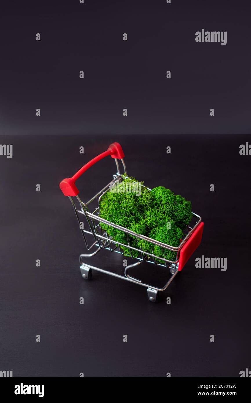 Natural green moss in food basket on black background. Front top view ...