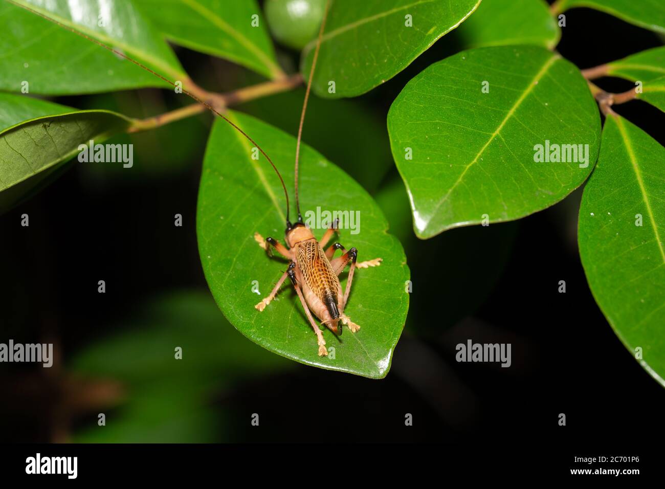 The Native species of insects in the rainforest Stock Photo - Alamy