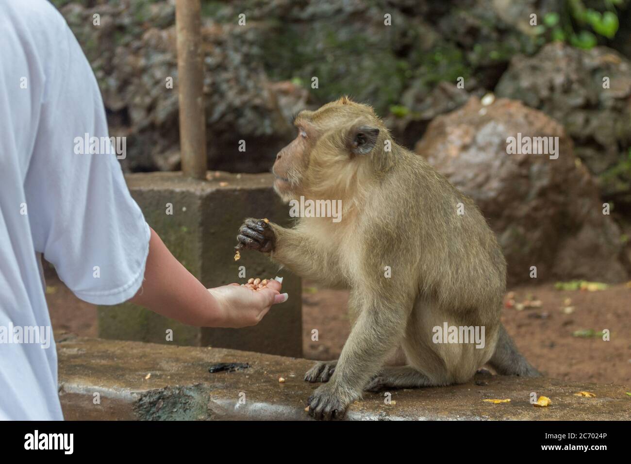 monkey taking food from human's hand, People feeding monkey at the ...