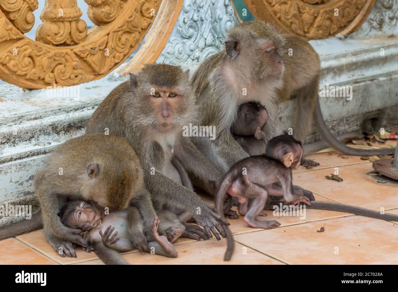 Outdoor view of three female monkeys one mom with his baby ...