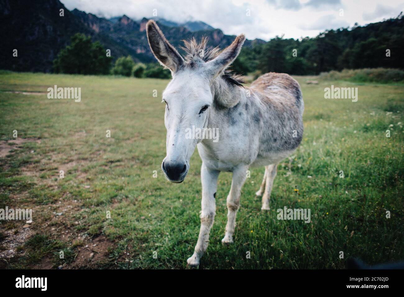 Adorable donkey pasturing in meadow in highland valley during cloudy ...