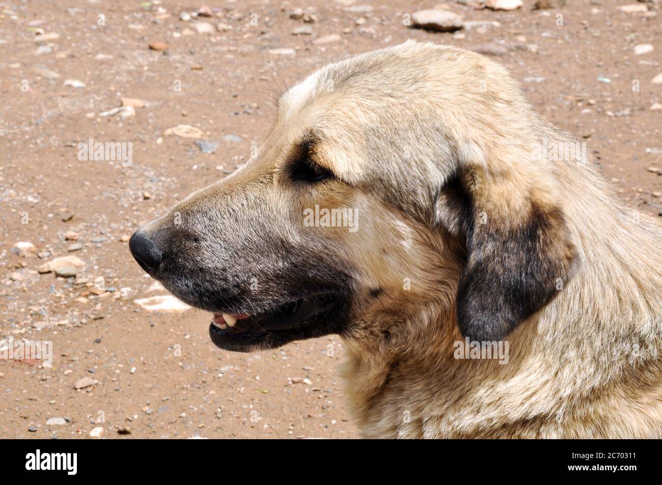 Stray Sheep High Resolution Stock Photography and Images - Alamy