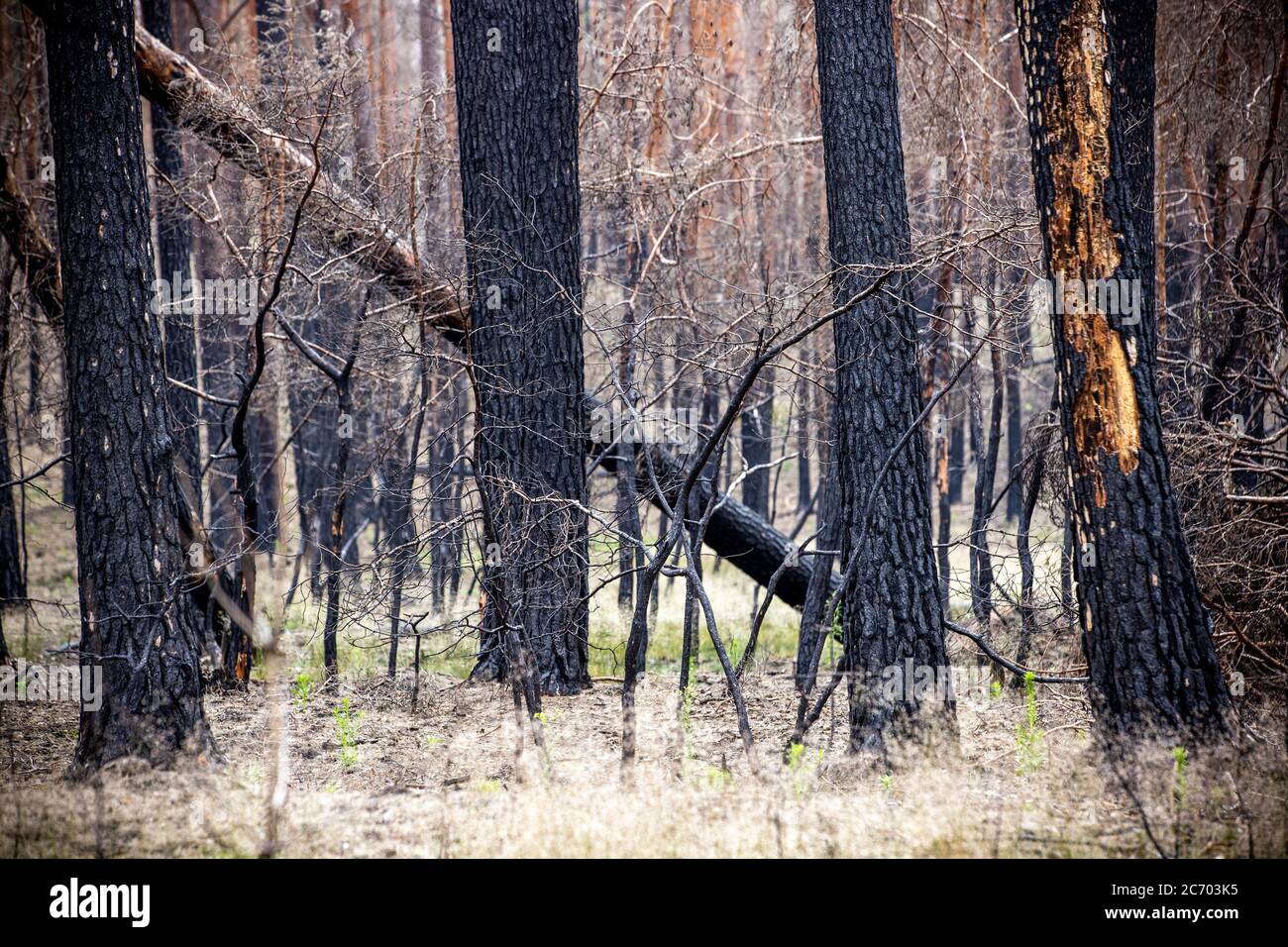 Charred trunks coniferous trees hi-res stock photography and images - Alamy