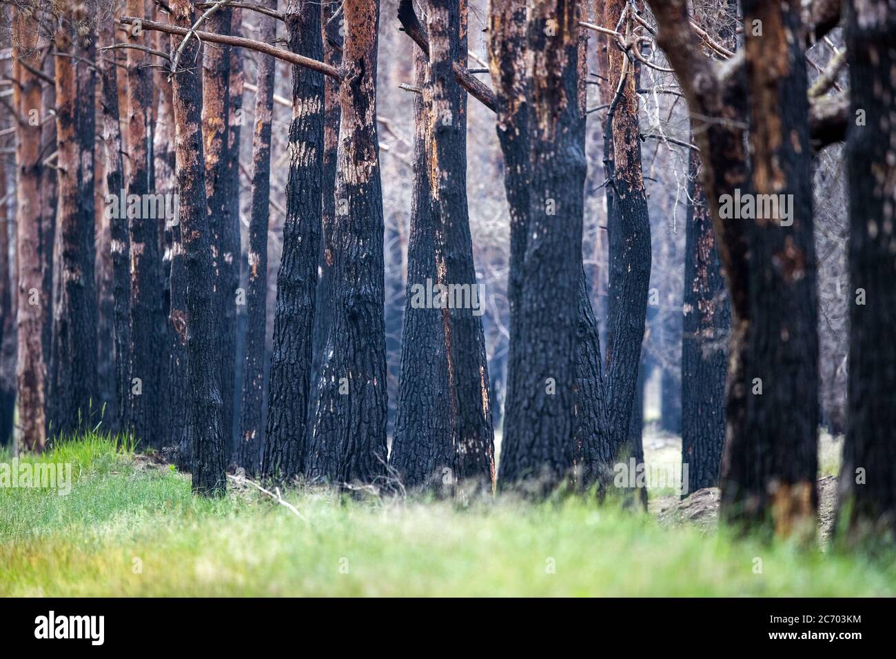 Charred trunks coniferous trees hi-res stock photography and images - Alamy