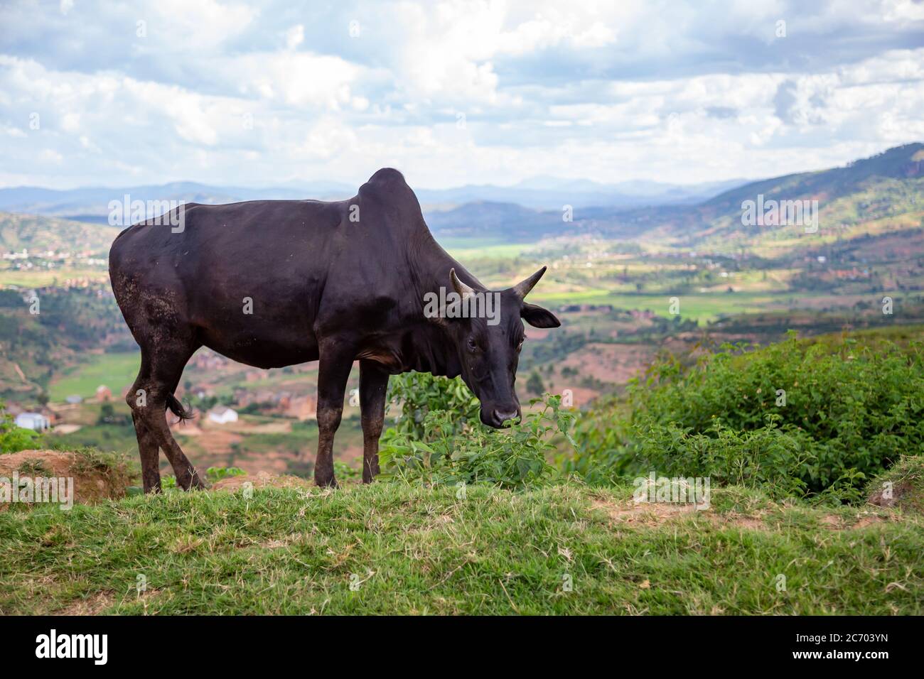 The Zebu cattle in the pasture on the island of Madagascar Stock Photo ...