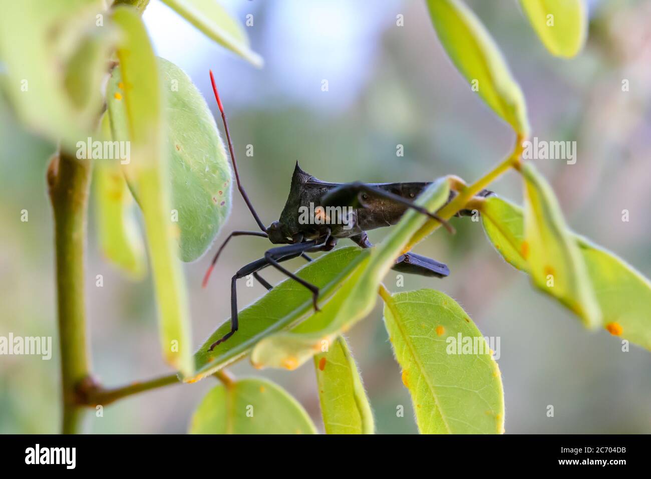 The Insect diversity on the island of Madagascar Stock Photo - Alamy