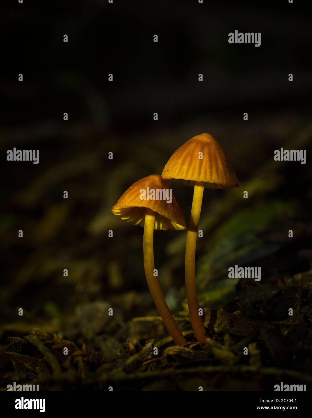 Portrait format fungi hi-res stock photography and images - Alamy