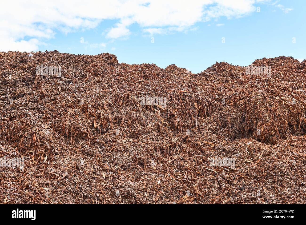 Bark removed from tree hi-res stock photography and images - Alamy