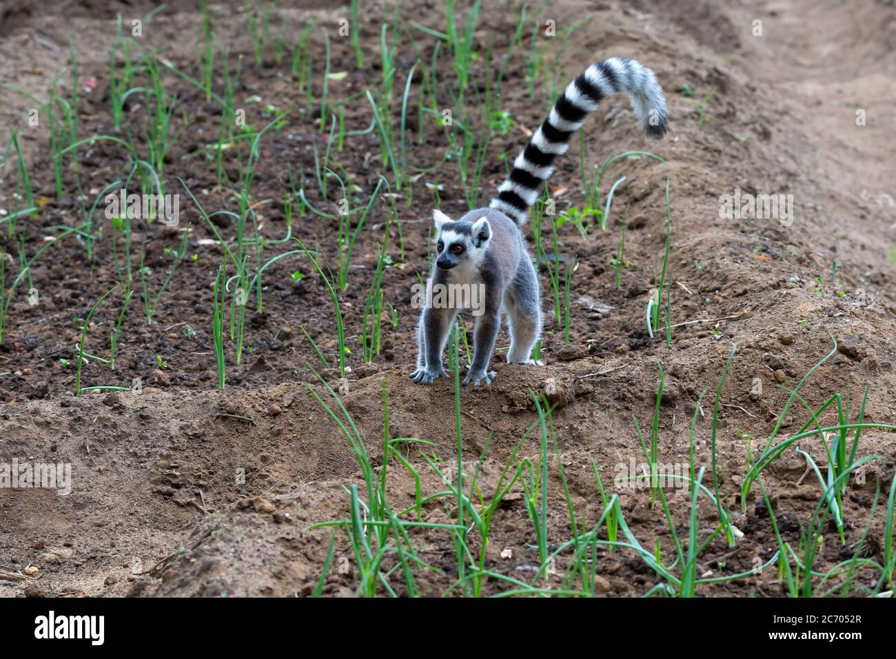 One ring-tailed lemur hops around in the fields of the locals Stock ...