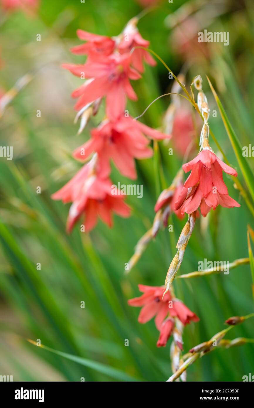 Dierama flowers are also known as hairbells, angels fishing rod ...