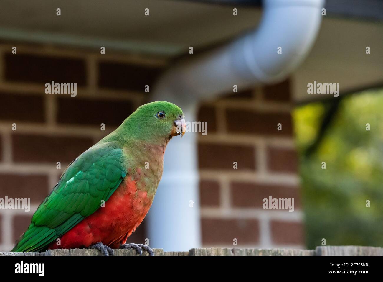 King parrot hi-res stock photography and images - Alamy