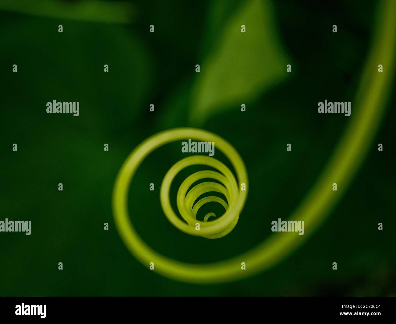 Golden ratio image hi-res stock photography and images - Alamy
