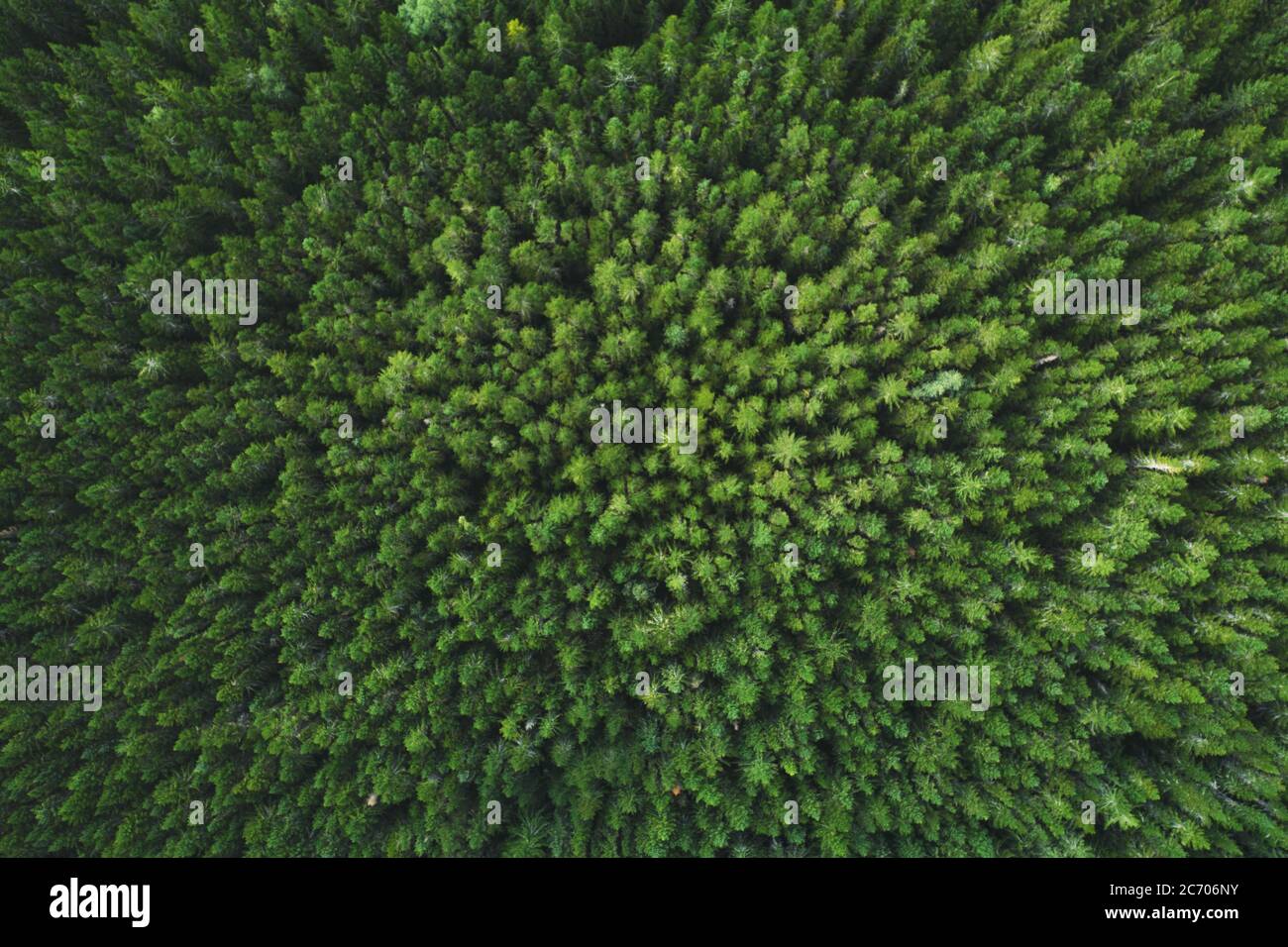 Aerial view coniferous forest trees drone landscape flying above woods scandinavian nature top ...