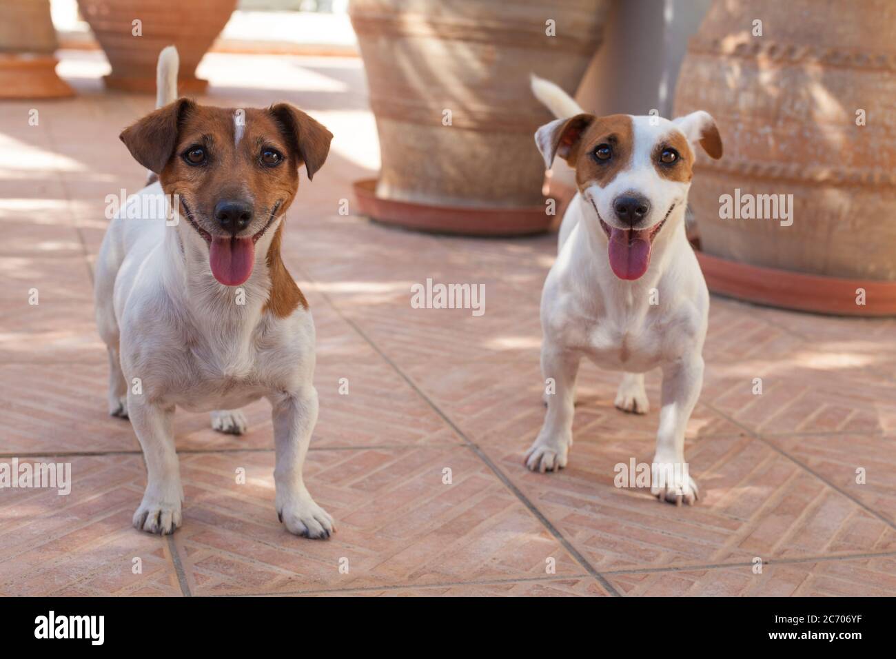 Two little dogs jack hi-res stock photography and images - Alamy