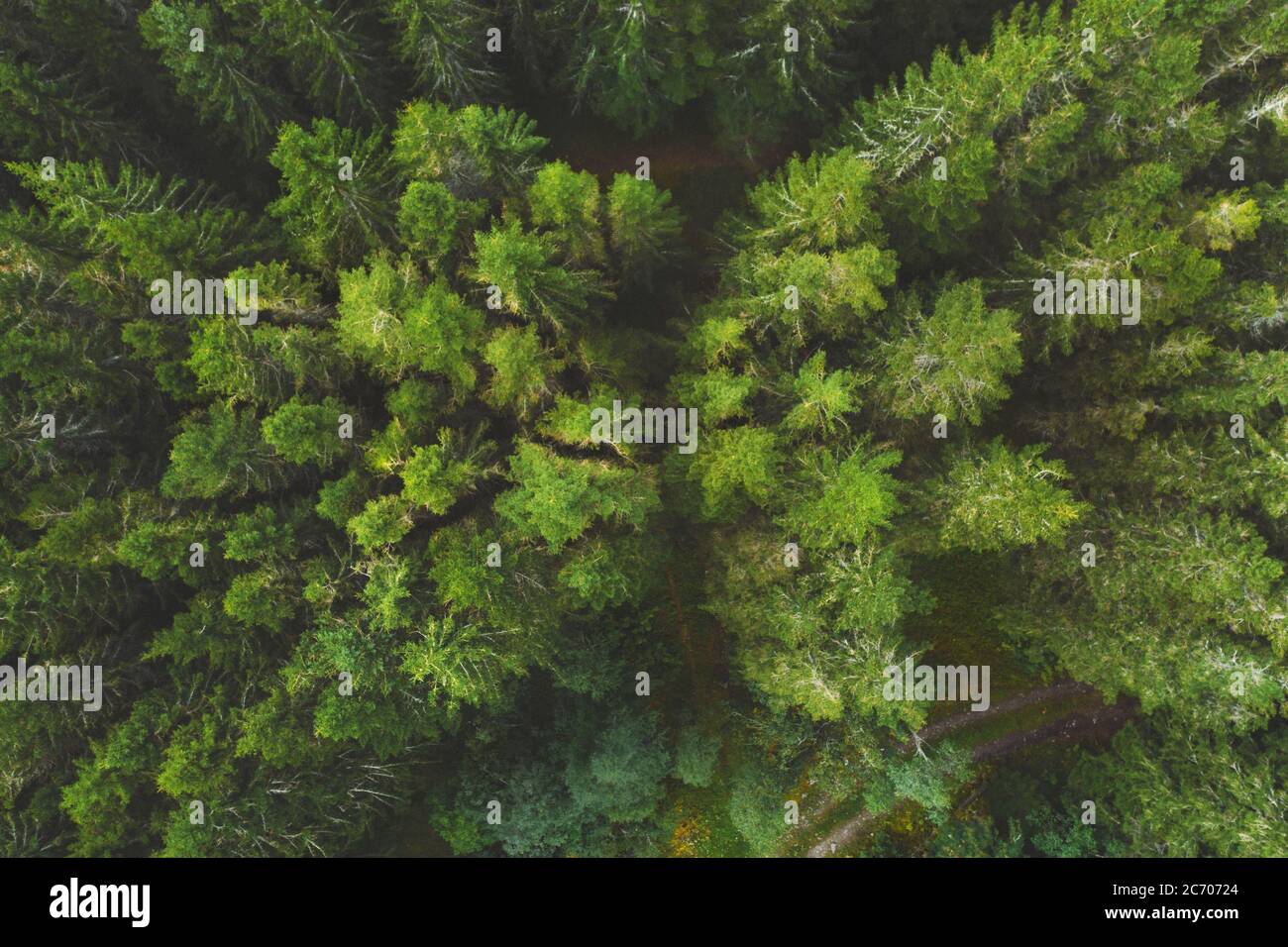Aerial view coniferous forest drone landscape flying above trees scandinavian nature wilderness ...