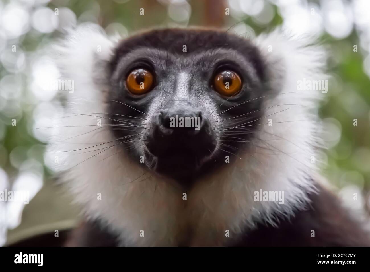 One black and white Vari in the close-up, portrait Stock Photo - Alamy