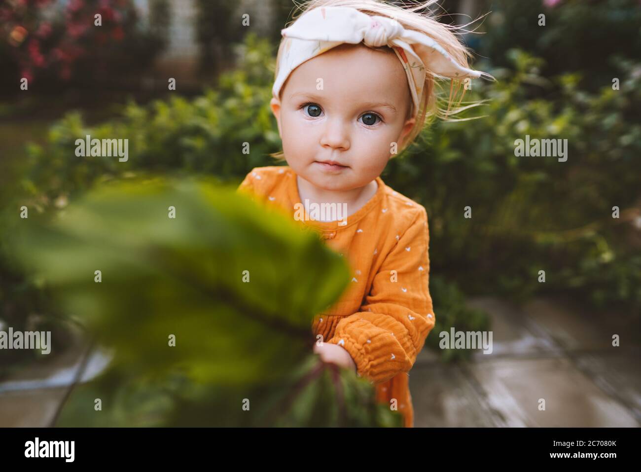 Child little girl holding freshly picked beet cute baby in garden ...