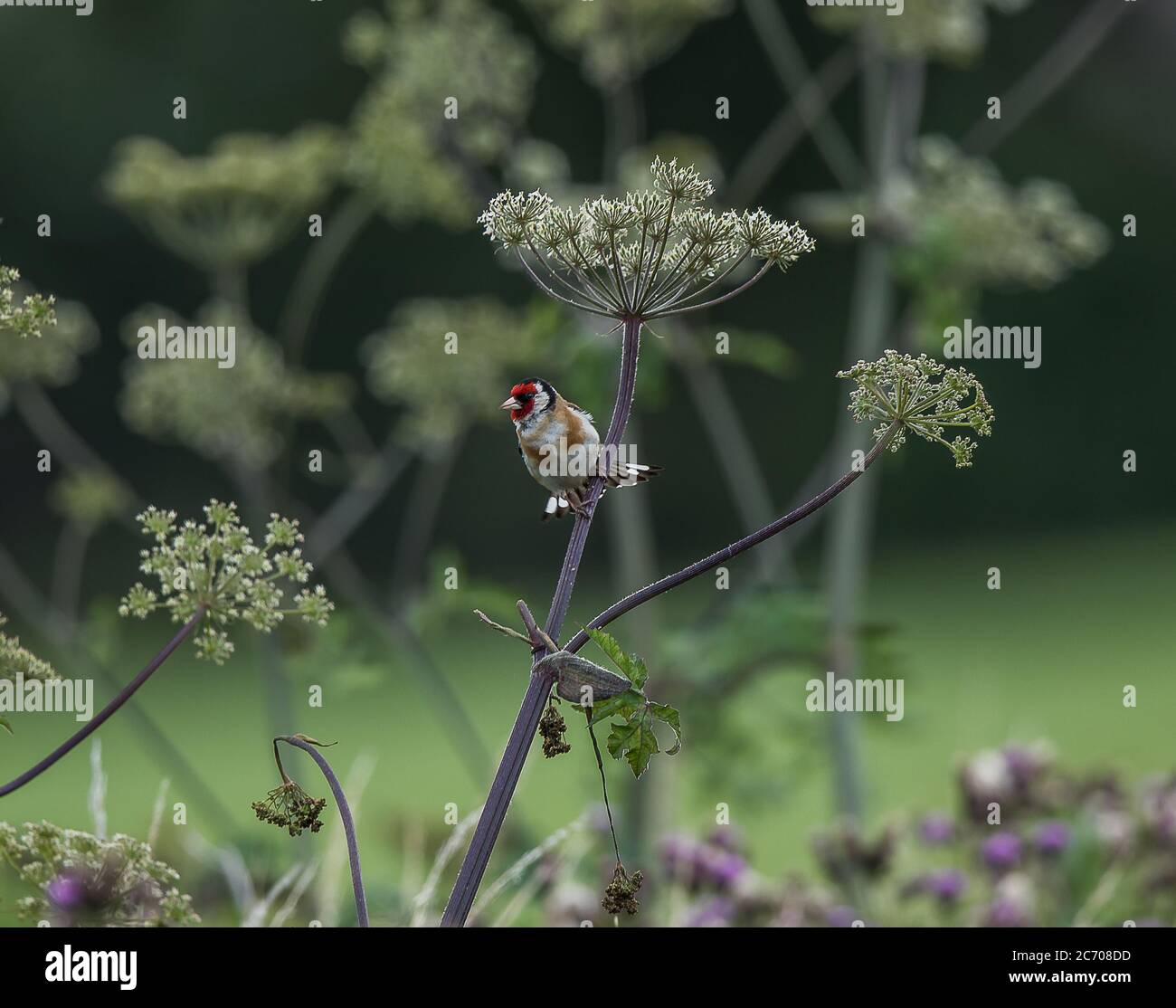 Gavin rowley hi-res stock photography and images - Alamy
