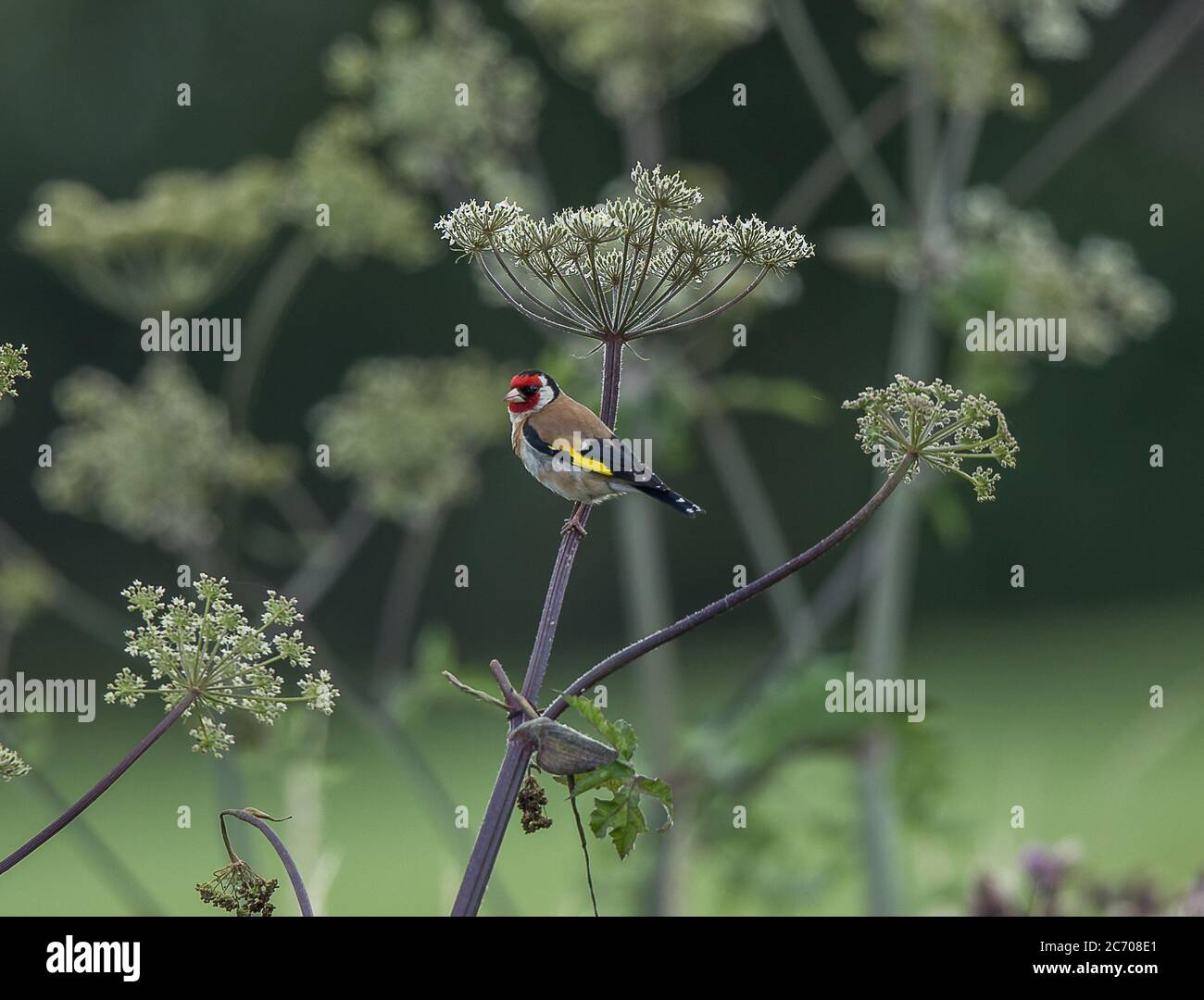 Gavin rowley hi-res stock photography and images - Alamy