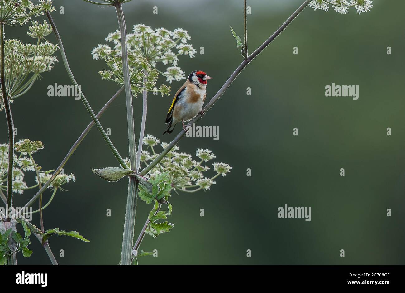 Gavin rowley hi-res stock photography and images - Alamy