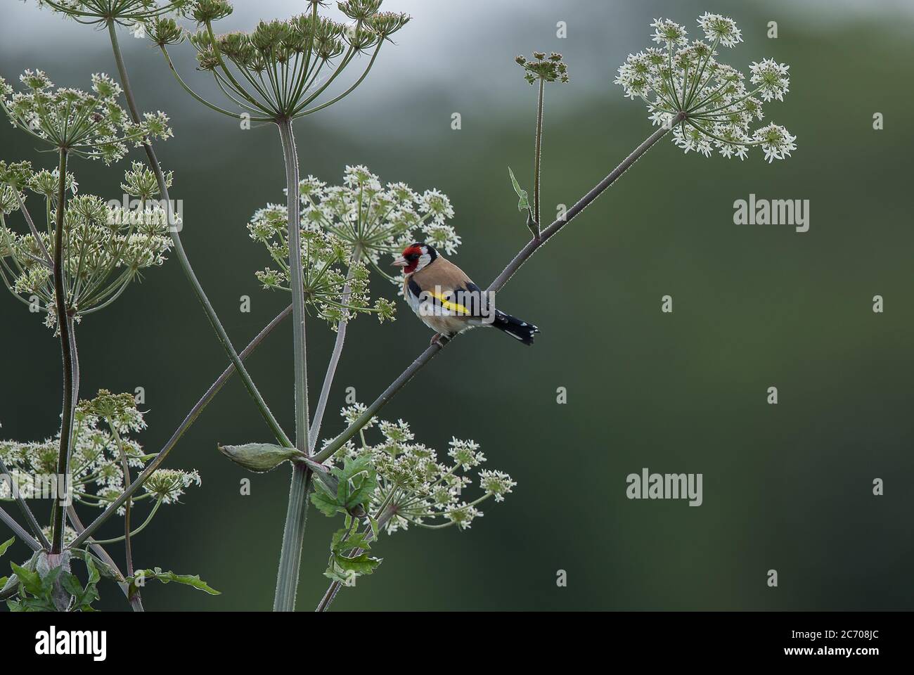 Gavin rowley hi-res stock photography and images - Alamy
