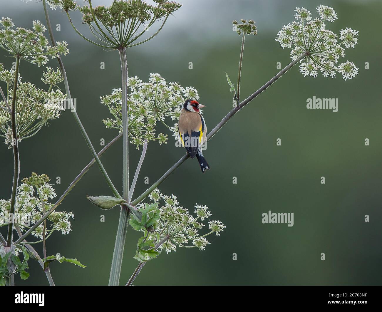 Gavin rowley hi-res stock photography and images - Alamy