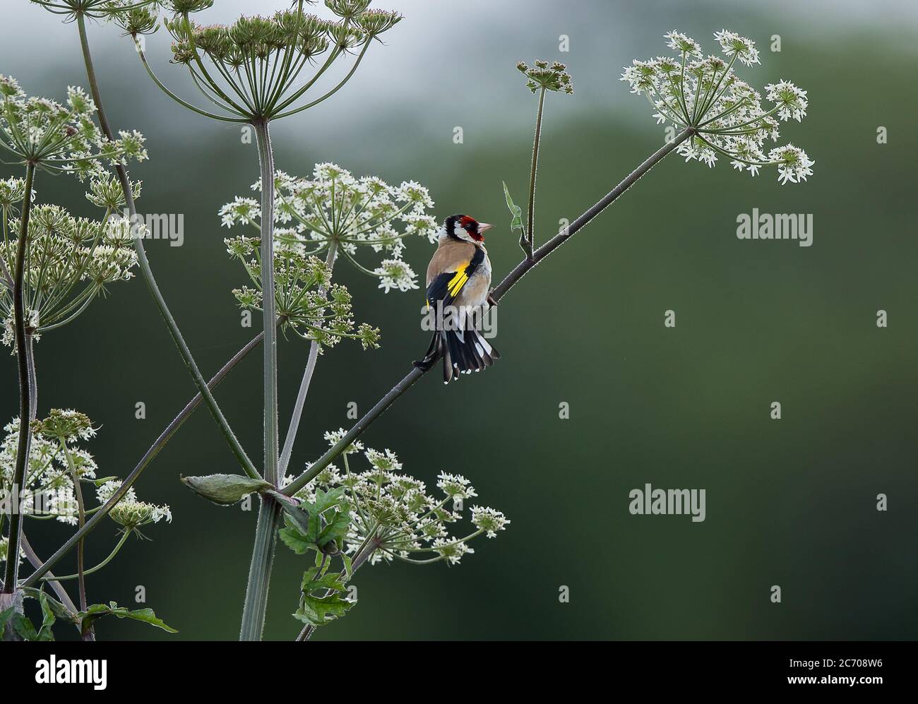 Gavin rowley hi-res stock photography and images - Alamy