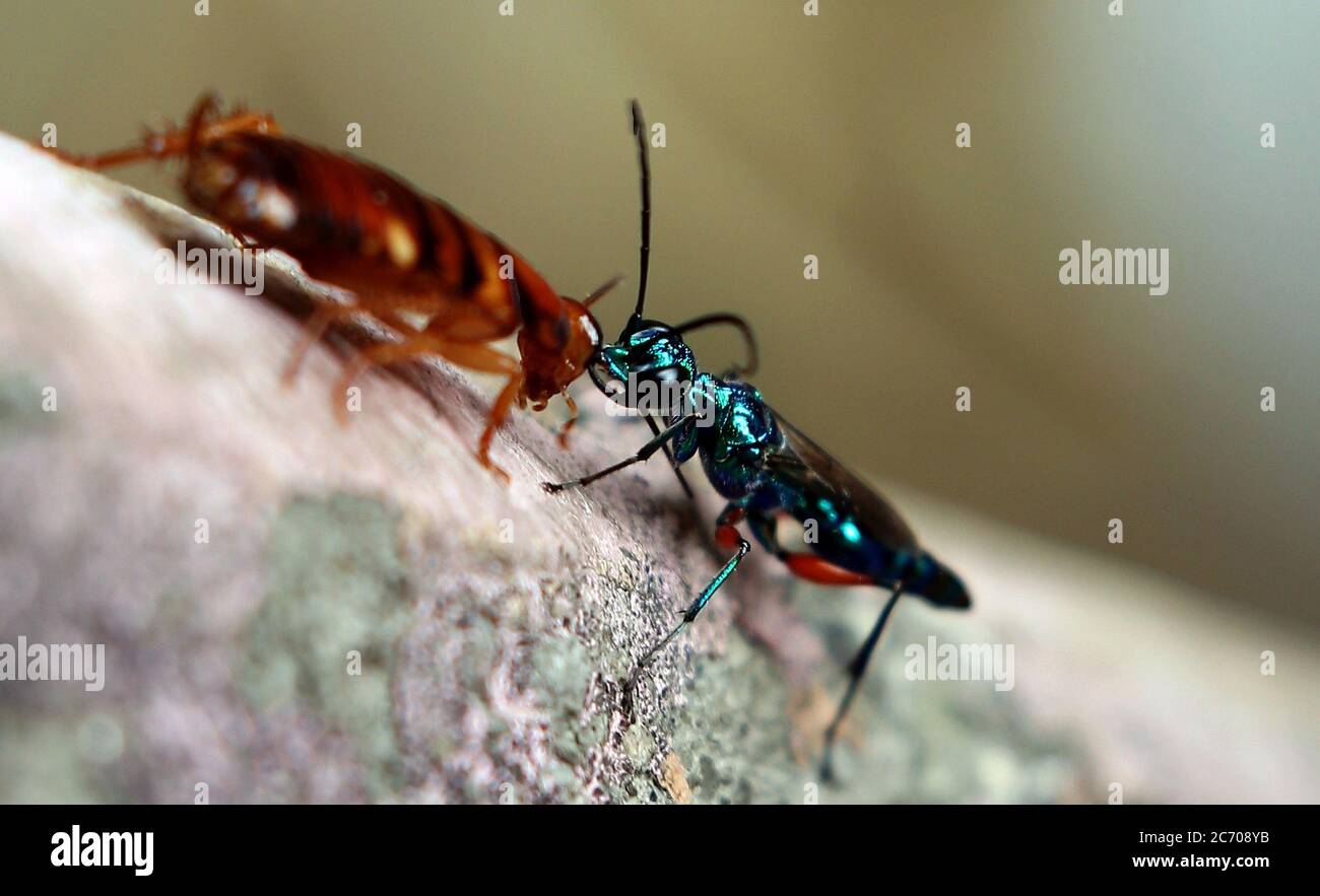 Emeraldjewelwasp hi-res stock photography and images - Alamy