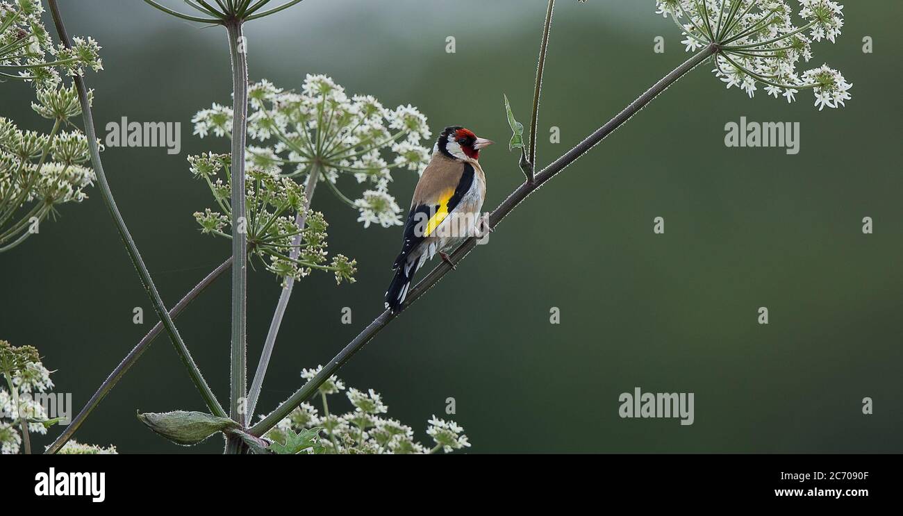 Gavin rowley hi-res stock photography and images - Alamy
