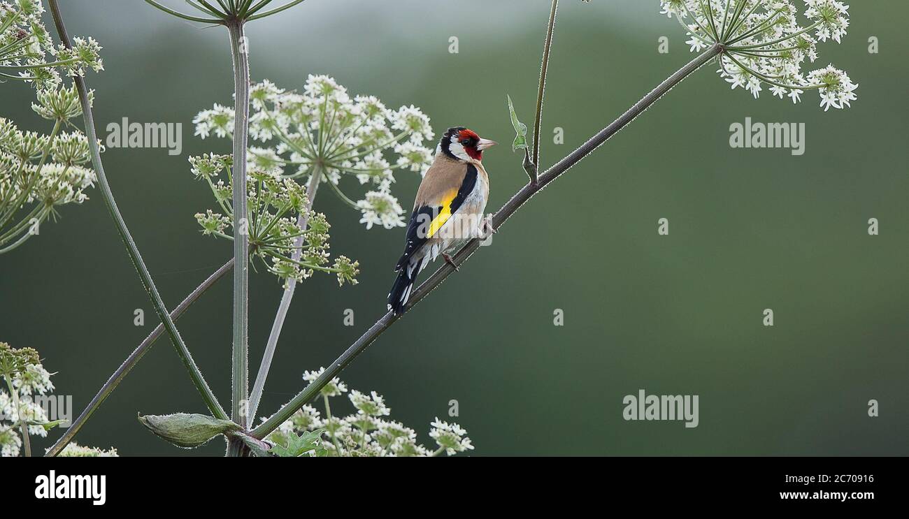 Gavin rowley hi-res stock photography and images - Alamy