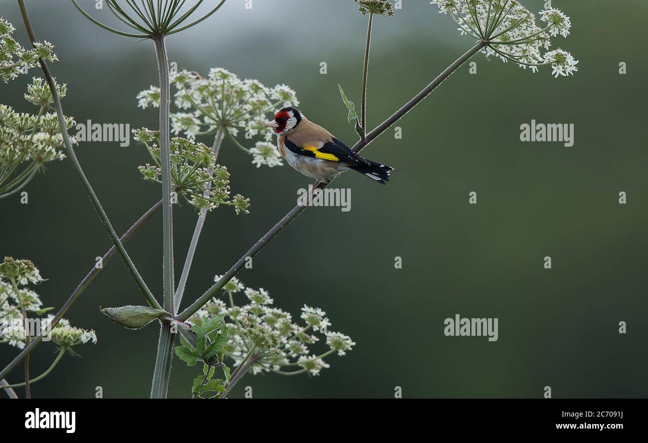 Gavin rowley hi-res stock photography and images - Alamy