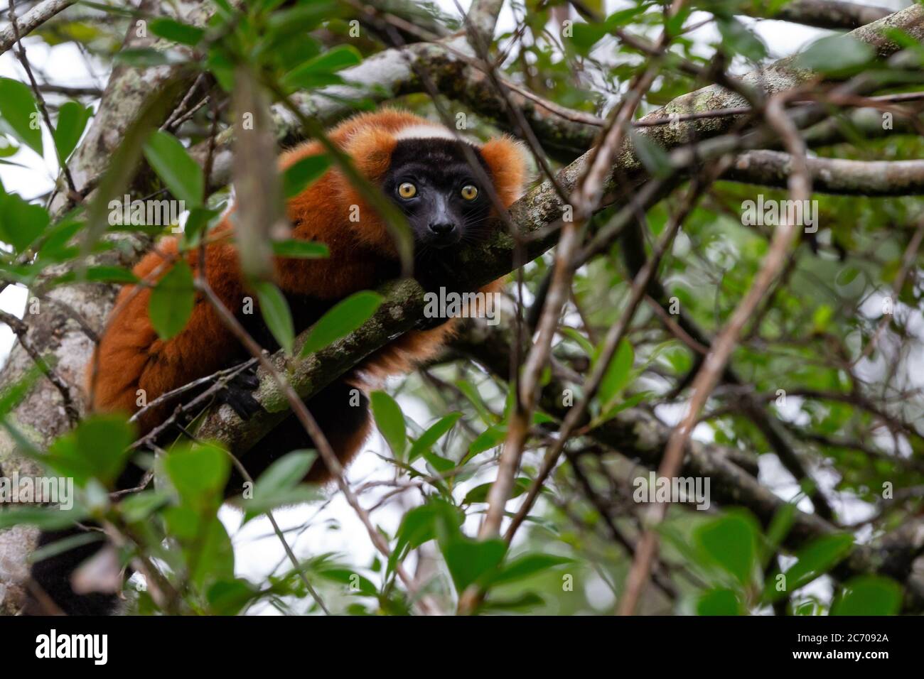 One red Vari Lemur sits on a branch of a tree Stock Photo - Alamy
