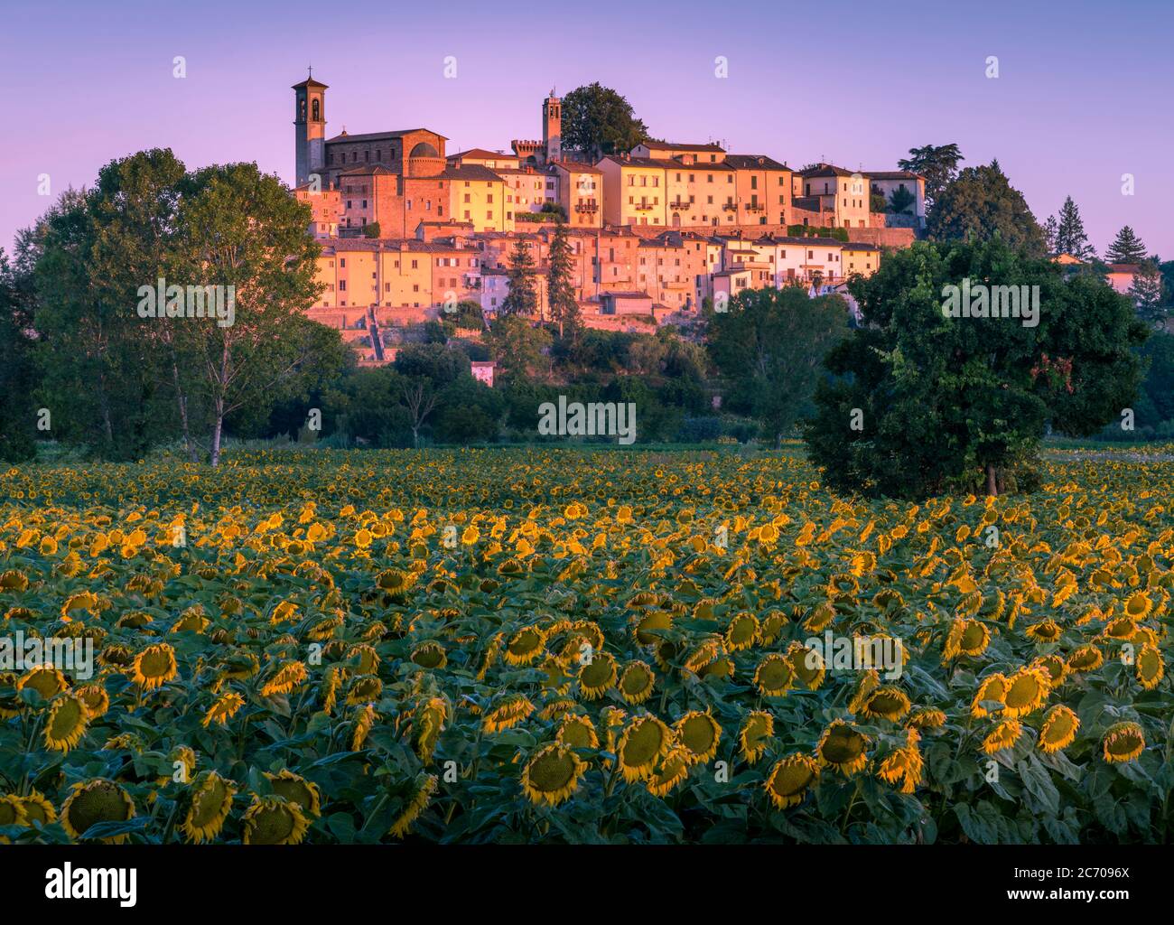 Sunflowers in morning summer field hi-res stock photography and images ...