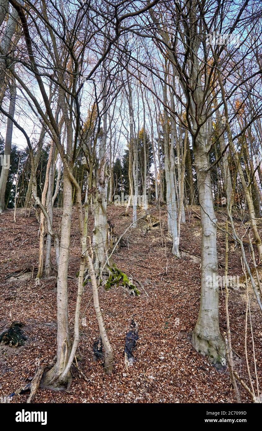 Tall leafless tree road hi-res stock photography and images - Alamy