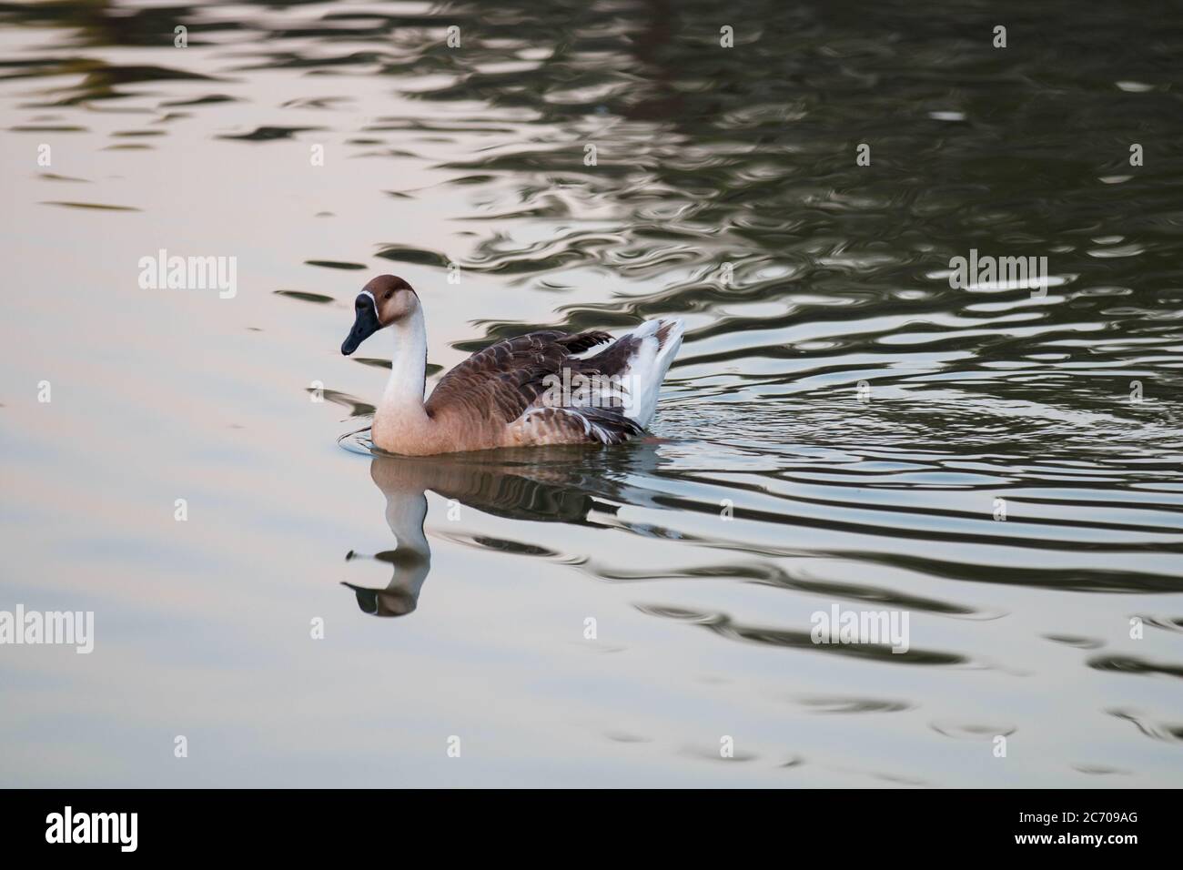 goose swimming in lake Stock Photo - Alamy