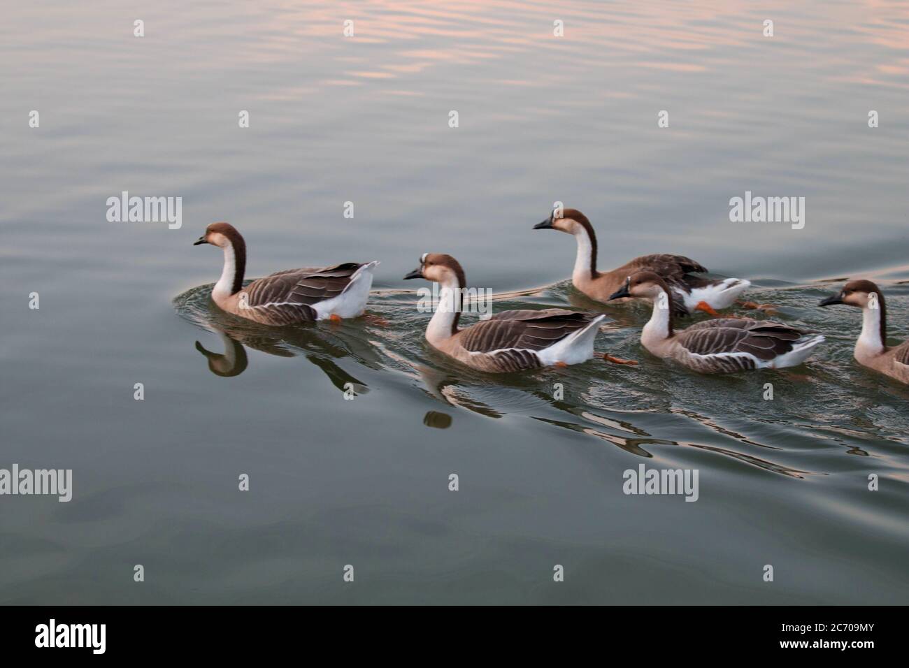 group of animals swimming in lake Stock Photo - Alamy