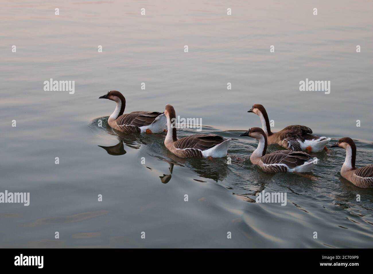 group of animals swimming in lake Stock Photo - Alamy