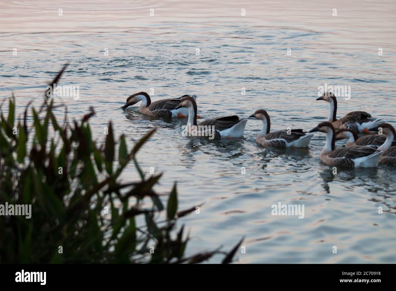 group of animals swimming in lake Stock Photo - Alamy