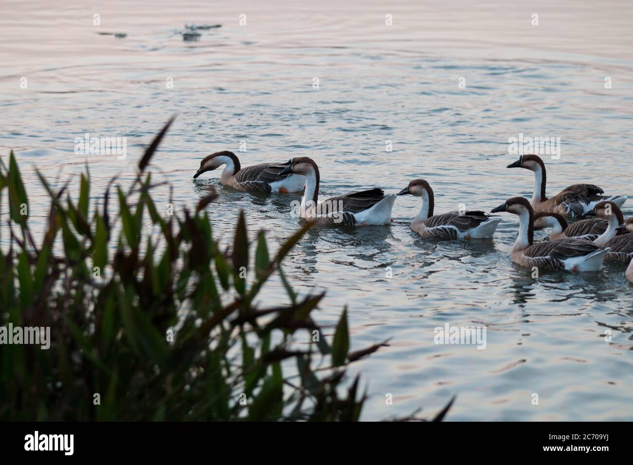 group of animals swimming in lake Stock Photo - Alamy