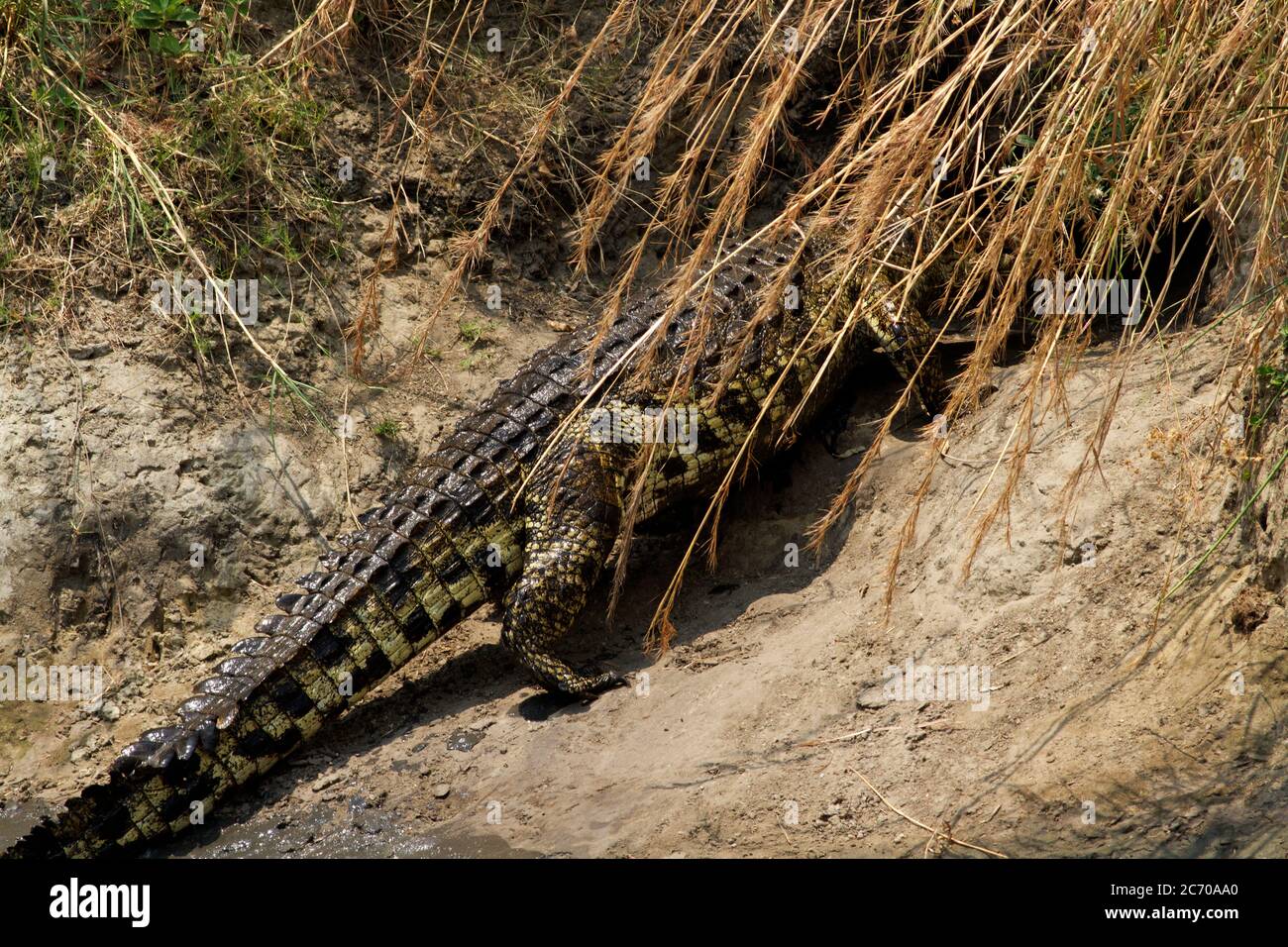 The Crocodiles of the Katuma River in Katavi National Park are famous ...