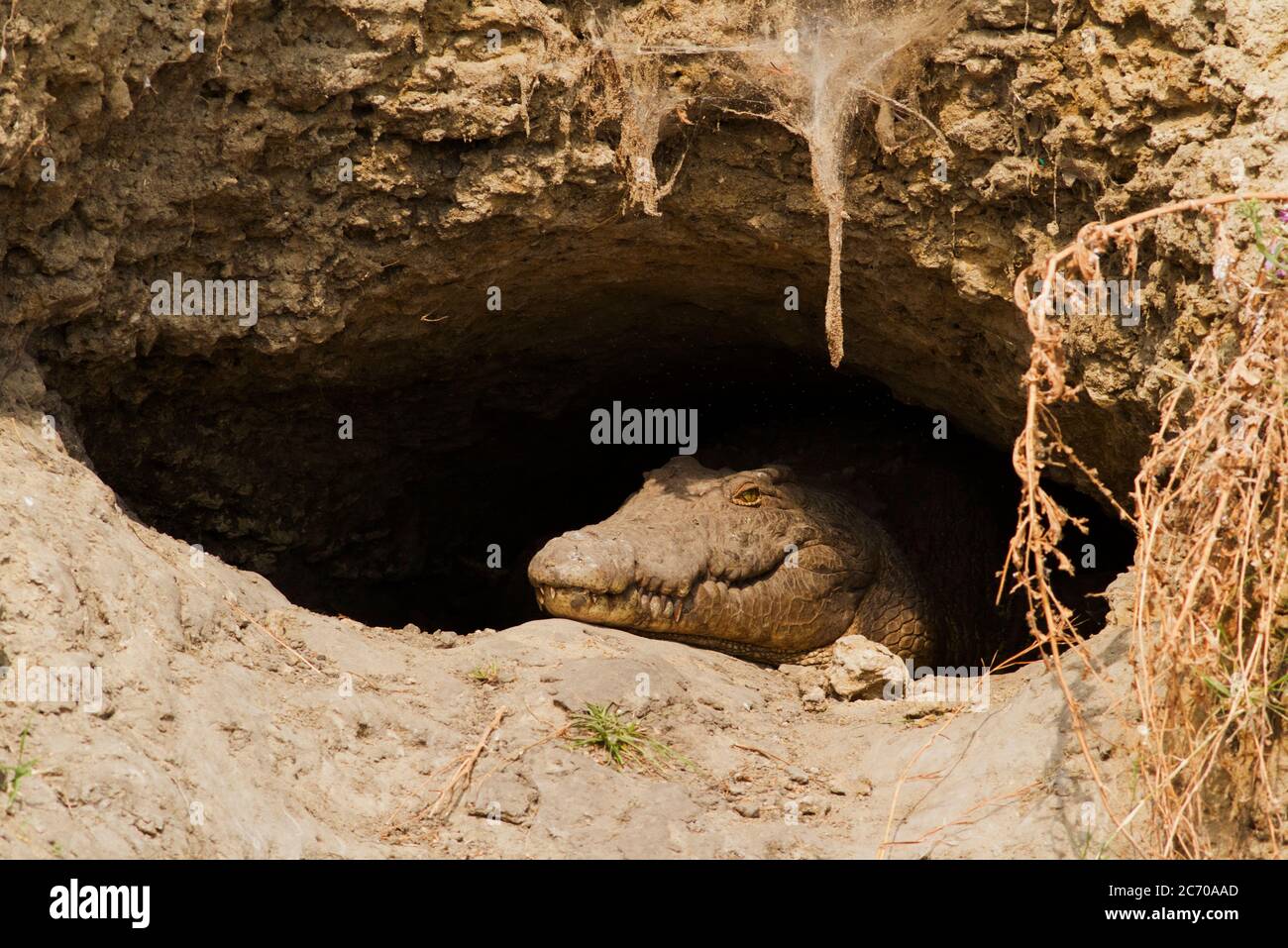 The Crocodiles of the Katuma River in Katavi national Park are famous ...