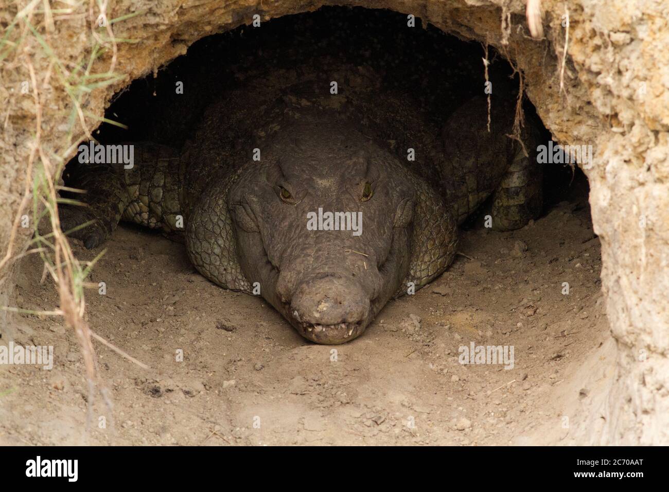The Crocodiles of the Katuma River in Katavi National Park are famous ...