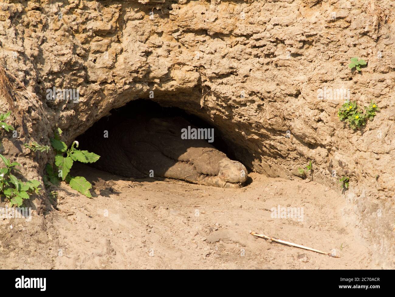 The Crocodiles of the Katuma River in Katavi National Park are famous ...