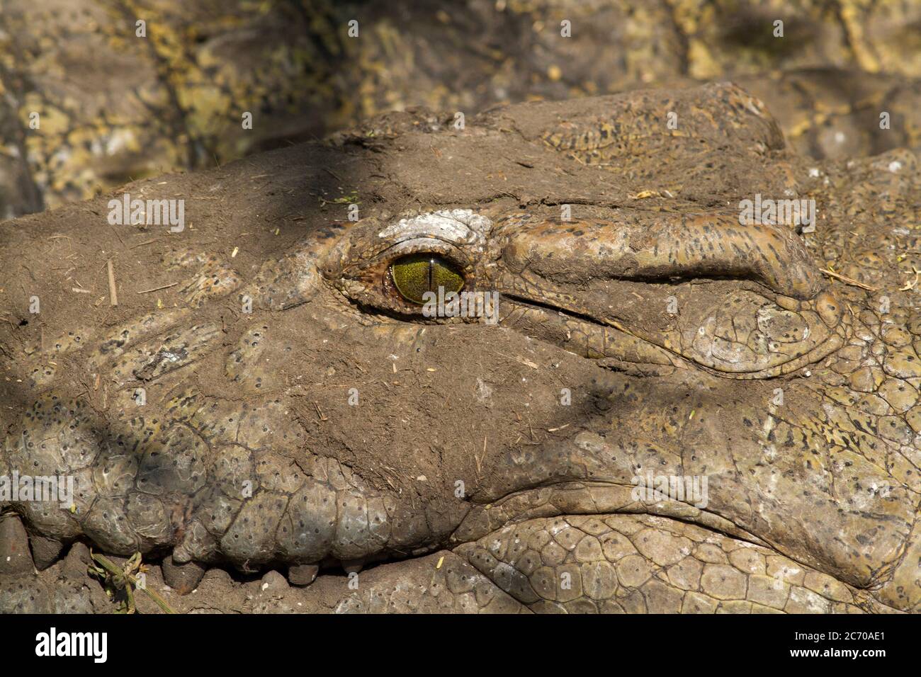 The Crocodile shows the classic aquatic adaptation having eyes, ears ...