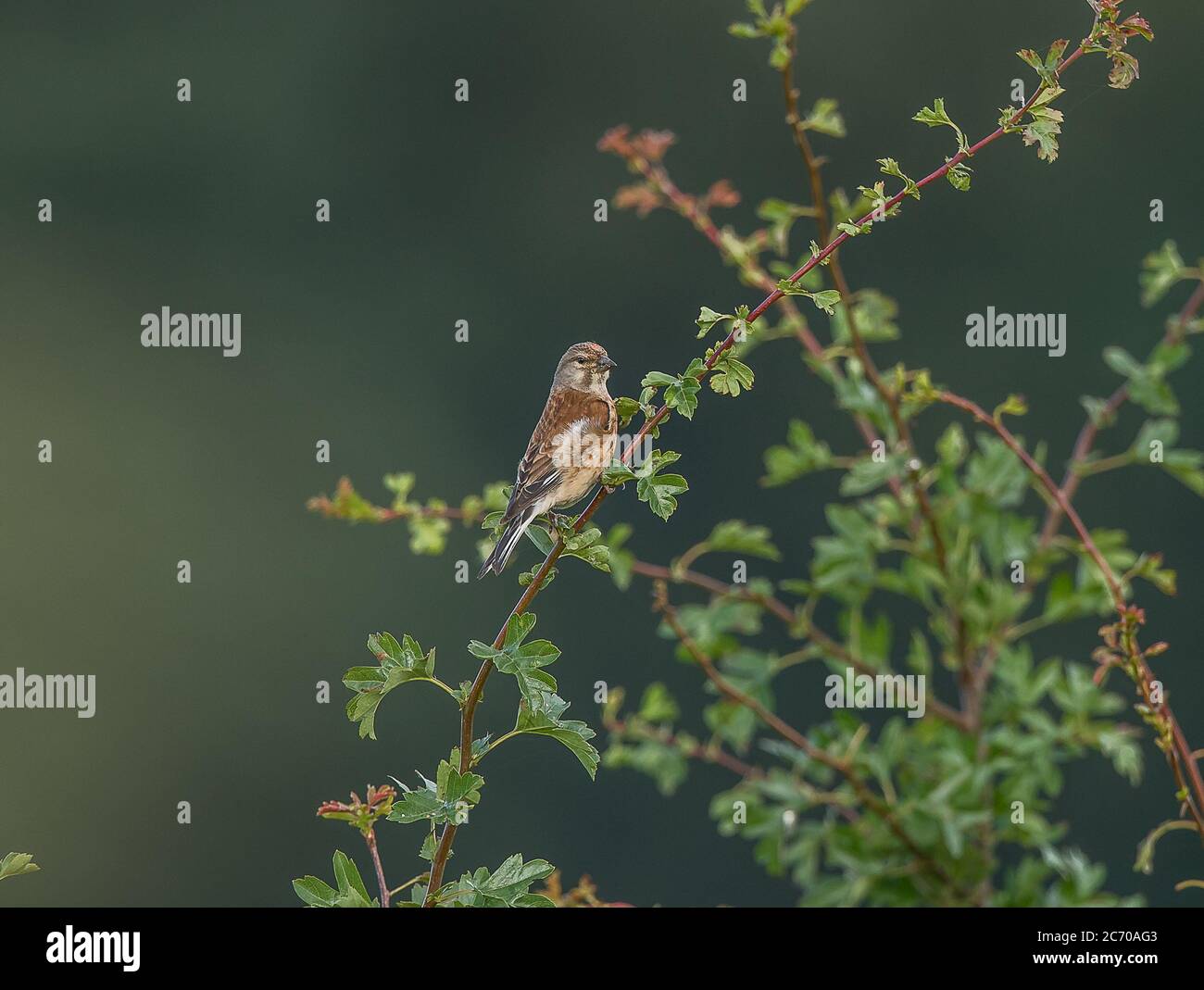Gavin rowley hi-res stock photography and images - Alamy