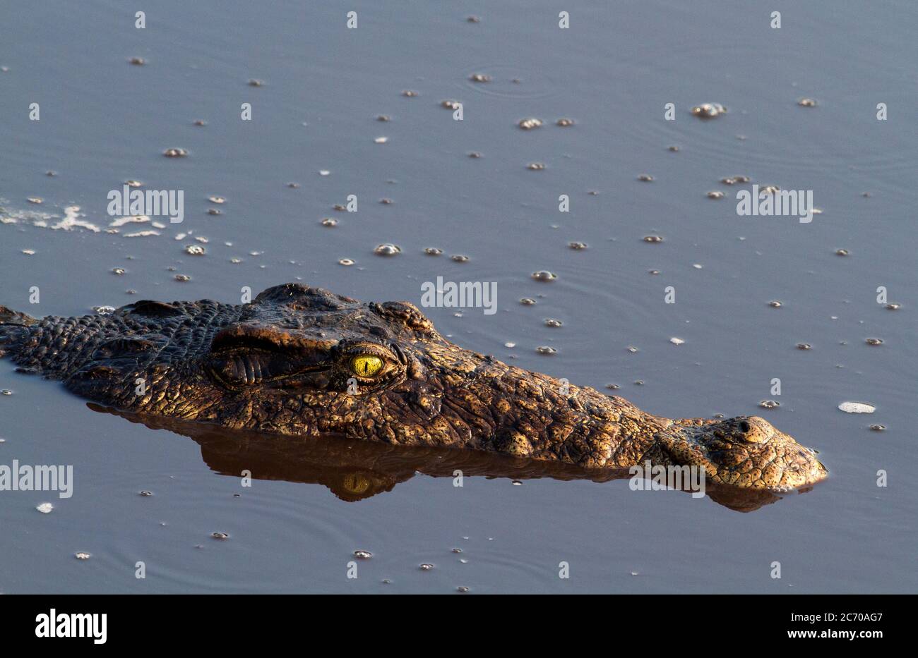 Crocodile death roll hi-res stock photography and images - Alamy