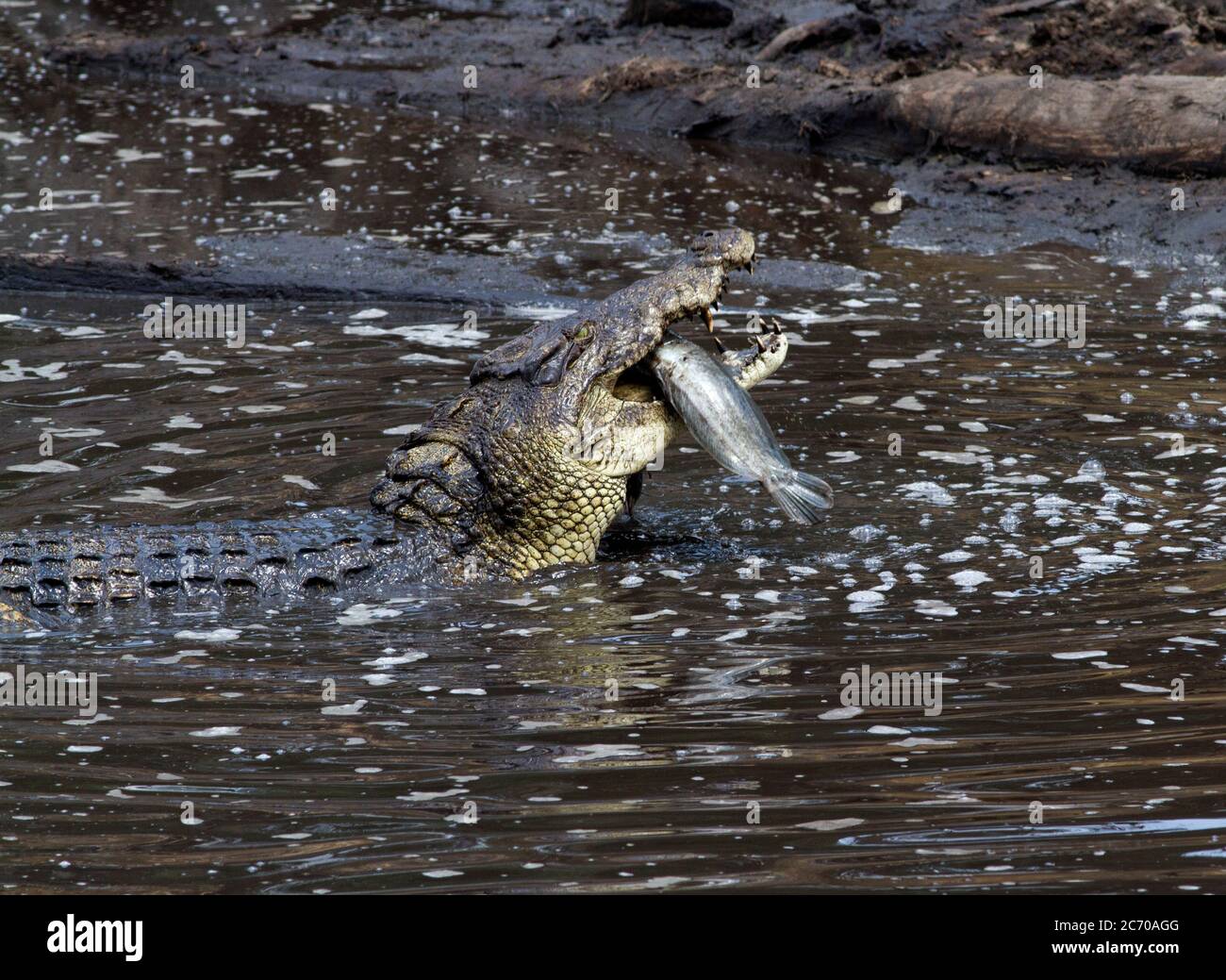 Fish form a large percentage of the Crocodiles diet throughout most of ...