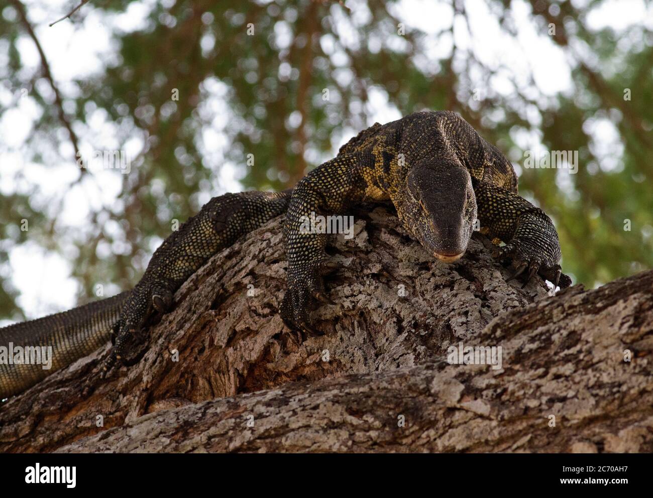 Resting in an acacia tree a large Nile Monitor is Africa's largest ...